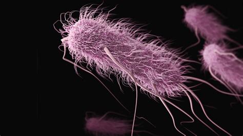 Bacterias “self Killing” Activity Can Be Harnessed Against Antibiotic Resistance Technology