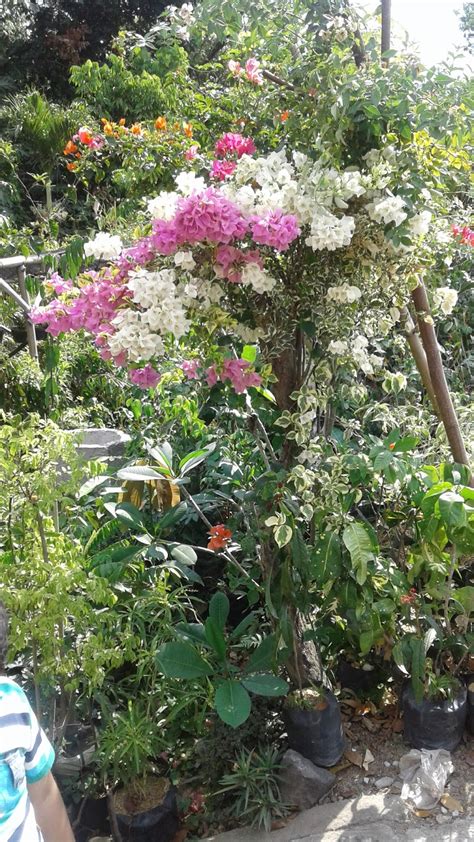 Foto Bunga Bougenville Atau Bunga Kertas Lima Warna