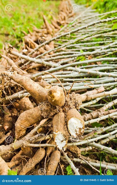 Cassava On The Ground For Planting Cassava Tuber On Soil For