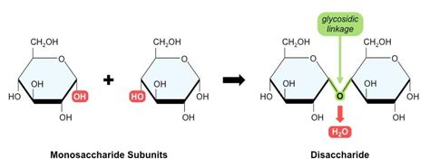 Monosaccharides Disaccharides And Polysaccharides