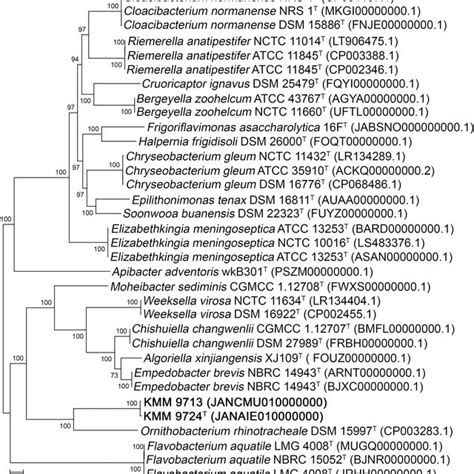 Maximum Likelihood Tree Based On Concatenated 400 Protein Sequences