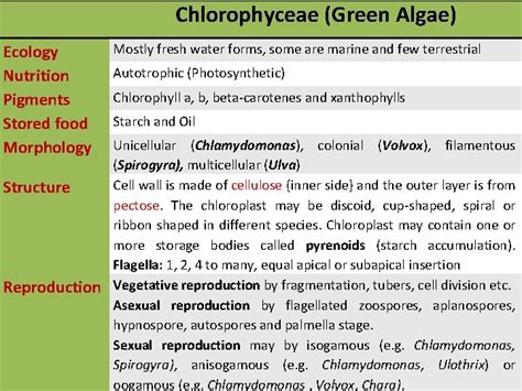 General Features Of Chlorophyceae Green Algae Chlorophyceae Green