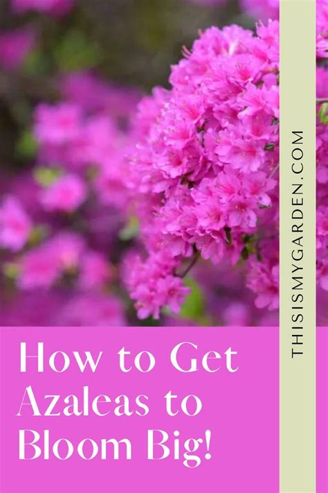 How To Get Azaleas To Bloom Big The Secret To Growing Azaleas Artofit