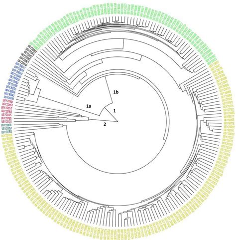 Hierarchical Clustering Of 207 Yam Genotypes Based On 4957 Snps