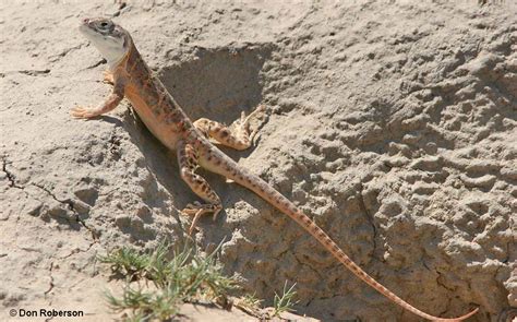 Blunt Nosed Leopard Lizard Gambelia Sila