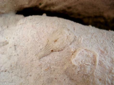 Uk Fossil Collecting