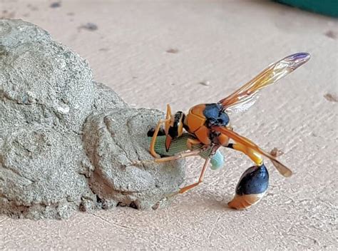 Mud Wasp Ausemade