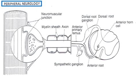 Clinical Peripheral Nerve Disorders Flashcards Quizlet