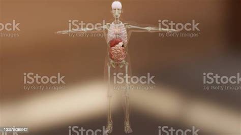 인간의 해부학 근육 장기 뼈의 3d 그림 크리에이티브 컬러 팔레트 및 디자이너 세부 정보 부품 표시 비정형 3d 렌더 3차원 형태에 대한 스톡 사진 및 기타 이미지 Istock