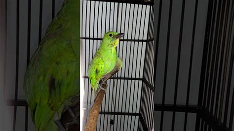 Cucak Ijo Muda Banyuwangi Youtube