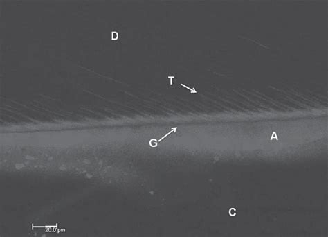 Representative Confocal Laser Scanning Microscopy Clsm Of Bonded Download Scientific Diagram
