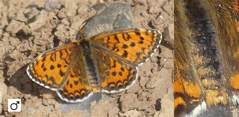 Melitaea Didyma Melitaea Trivia Pamperis