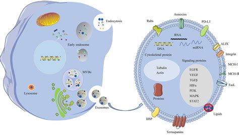A Schematic Representation Of Biogenesis And Components Of The