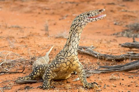 Most Beautiful Reptiles Spacebattles