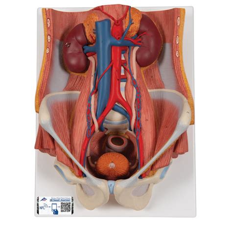 Dual Sex Urinary System Model 6 Part 3b Smart Anatomy Sim And Skills