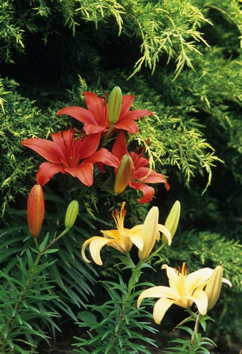 Lilium Buff Pixie Asiatic Lily Garden Center Marketing