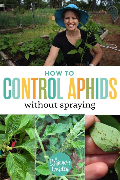 How To Control Aphids Without Spraying The Beginner S Garden