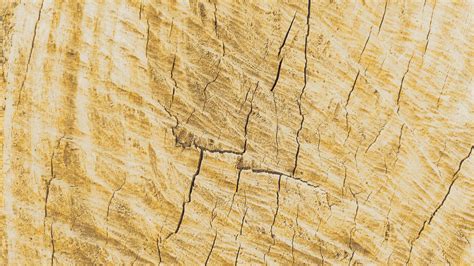 Premium Photo Abstract Tree Core Texture Background