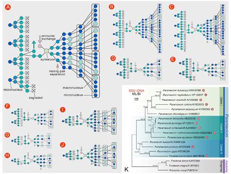 Different Patterns Of Nuclear Events During Conjugation In Paramecium Download Scientific