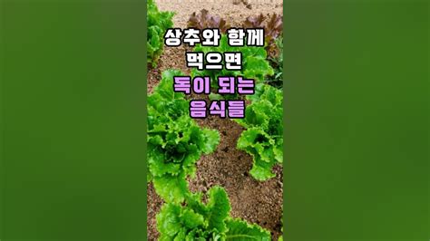 상추와 함께 먹으면 독이 되는 음식들 Youtube