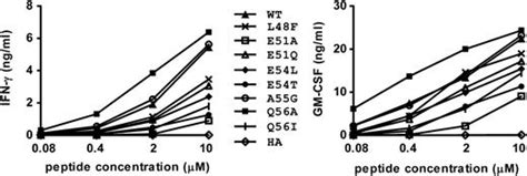 Structure Based Design Of Altered Mhc Class Ii Restricted Peptide