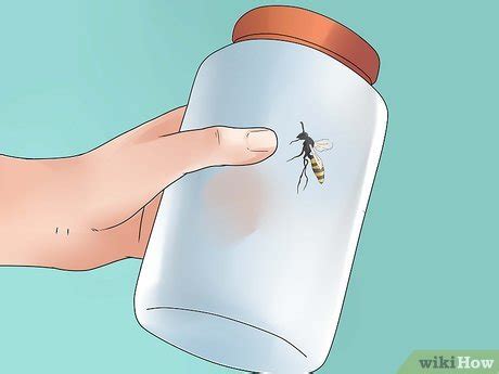 How To Get Rid Of Wasps In Your Room Psoriasisguru Com