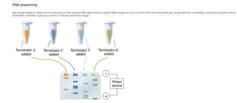 Solved DNA Sequencing Use The Gel Below To Determine The Chegg Com