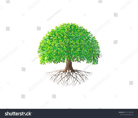 Tree Roots Logo Design Vector Isolated Stock Vector Royalty Free Shutterstock
