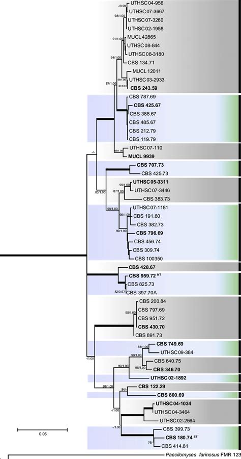 maximum likelihood ml tree obtained from the combined dna sequence