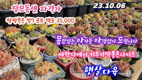 햇살다육2 창모듬셋7포트택포35000득템하세요 오랫동안 묵어서 짱짱합니다색감도 넘 다 곱네요 Youtube