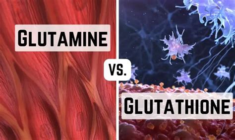 Glutamine Vs Glutathione The Differences You Need To Know