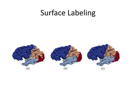 Ppt Brains Development Powerpoint Presentation Free Download Id1897638