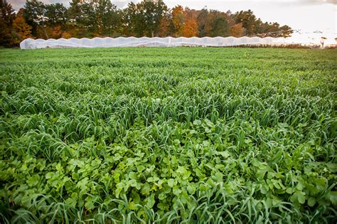 Bulletin 1170 Cover Cropping For Success Cooperative Extension Publications University Of