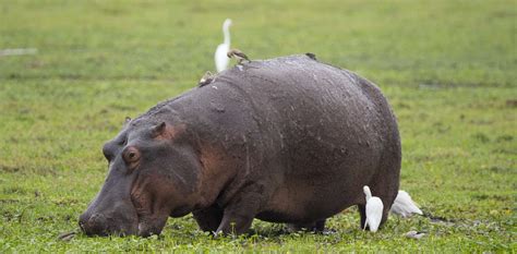 Hippos Dont Fly But The Massive Animals Can Get Airborne