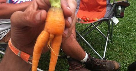 Pervy Carrot Is Late To The Party Hoping To Meet A Saucy Daikon Imgur