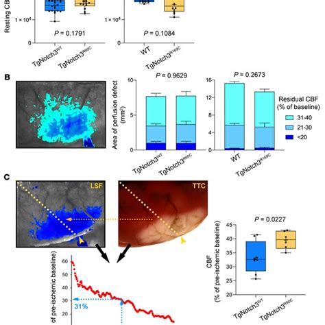 Distal Middle Cerebral Artery Occlusion In Tgnotch3 R90c And Tgnotch3 Download Scientific