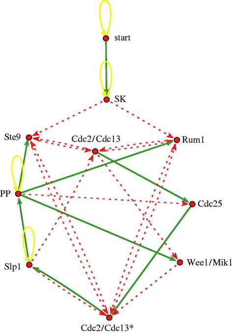 boolean network models of cellular regulation prospects and