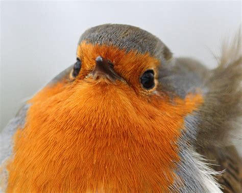Fat Birds