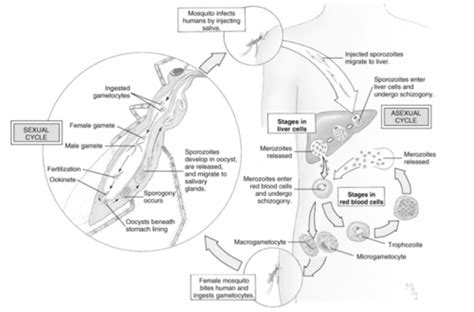 Lecture 15 Apicomplexans Plasmodium Pla Flashcards Quizlet