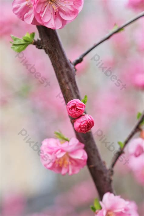 Flores De Durazno Rosa