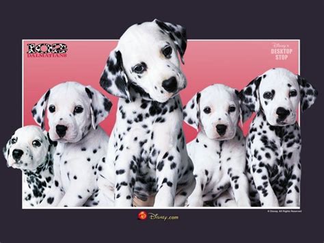 102 Dalmatians Disney Wallpaper 1863790 Fanpop