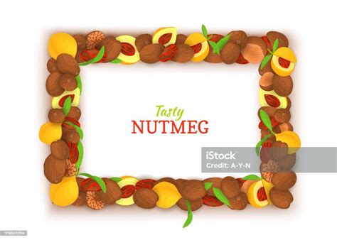 사각형 가로 프레임 구성 맛 있는 육 두 구 벡터 카드 그림입니다 프레임 셸에서 육 두 구 과일 건강 식품의 포장 디자인에 대 한 전체 껍질 잎 너트 양념 0명에 대한 스톡