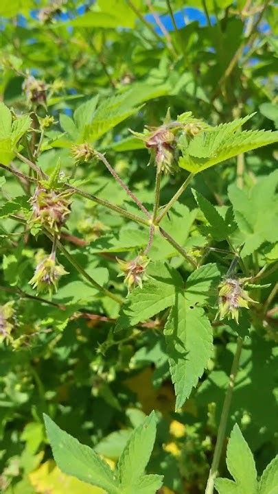 햇살 핀 곳 그 가시 바람과 환삼덩굴 Nature Shorts Youtube