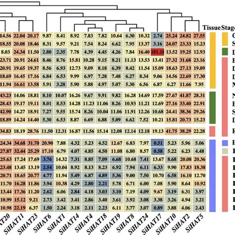 Relative Expression Patterns Of Histone Acetylation Genes Hats In