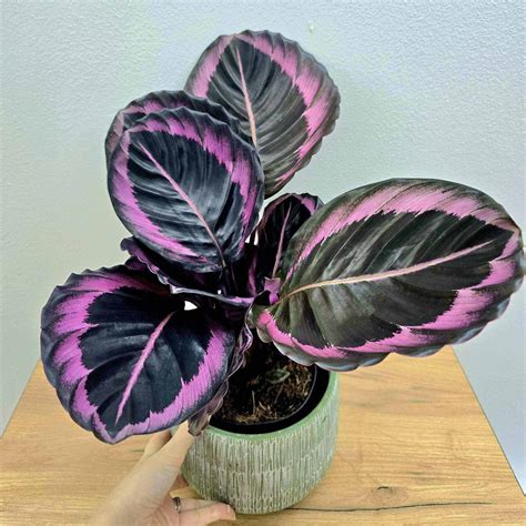 Calathea Roseopicta Dottie Blumen Weyer
