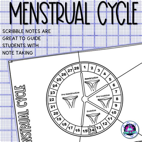 Menstrual Cycle Notes Scribble Notes Teaching Resources