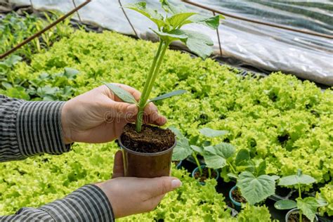 Root System Of Cucumber Seedlings Plays A Crucial Role In Nutrient Absorption And Plant Growth