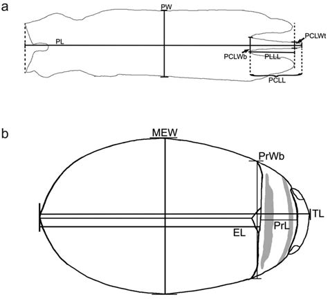 Explanations Of Measurements For Penis A And Body B PW Penis Download Scientific Diagram