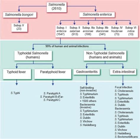 Salmonella Flashcards Quizlet