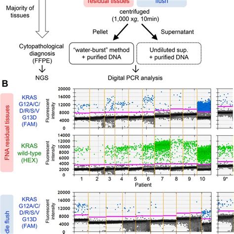 Kras Mutation Analysis Using Fna Residual Tissues Via The “water Burst” Download Scientific